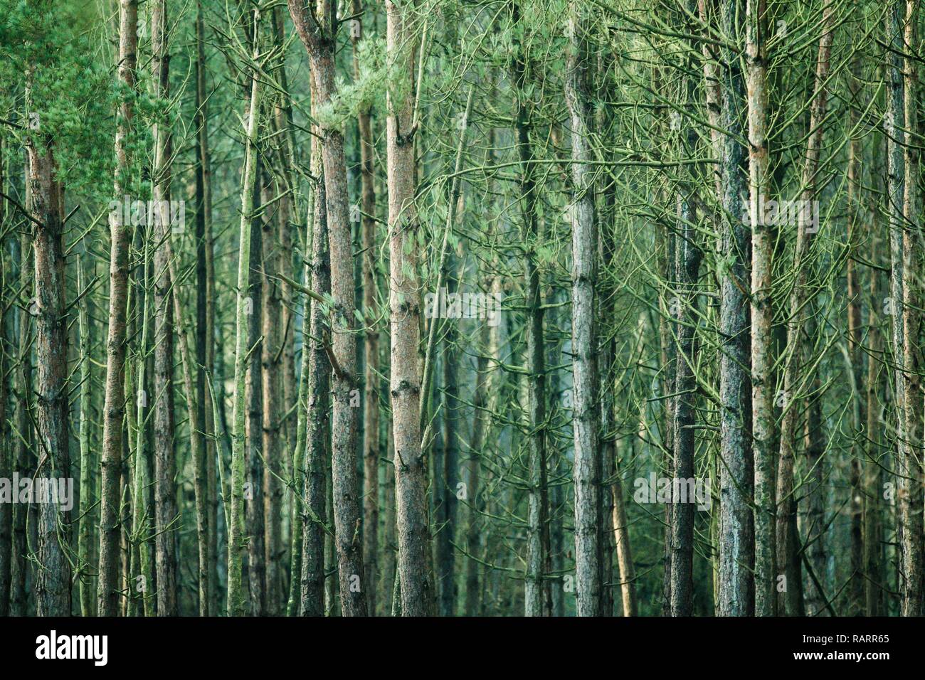 Forest trees close up hi-res stock photography and images - Alamy
