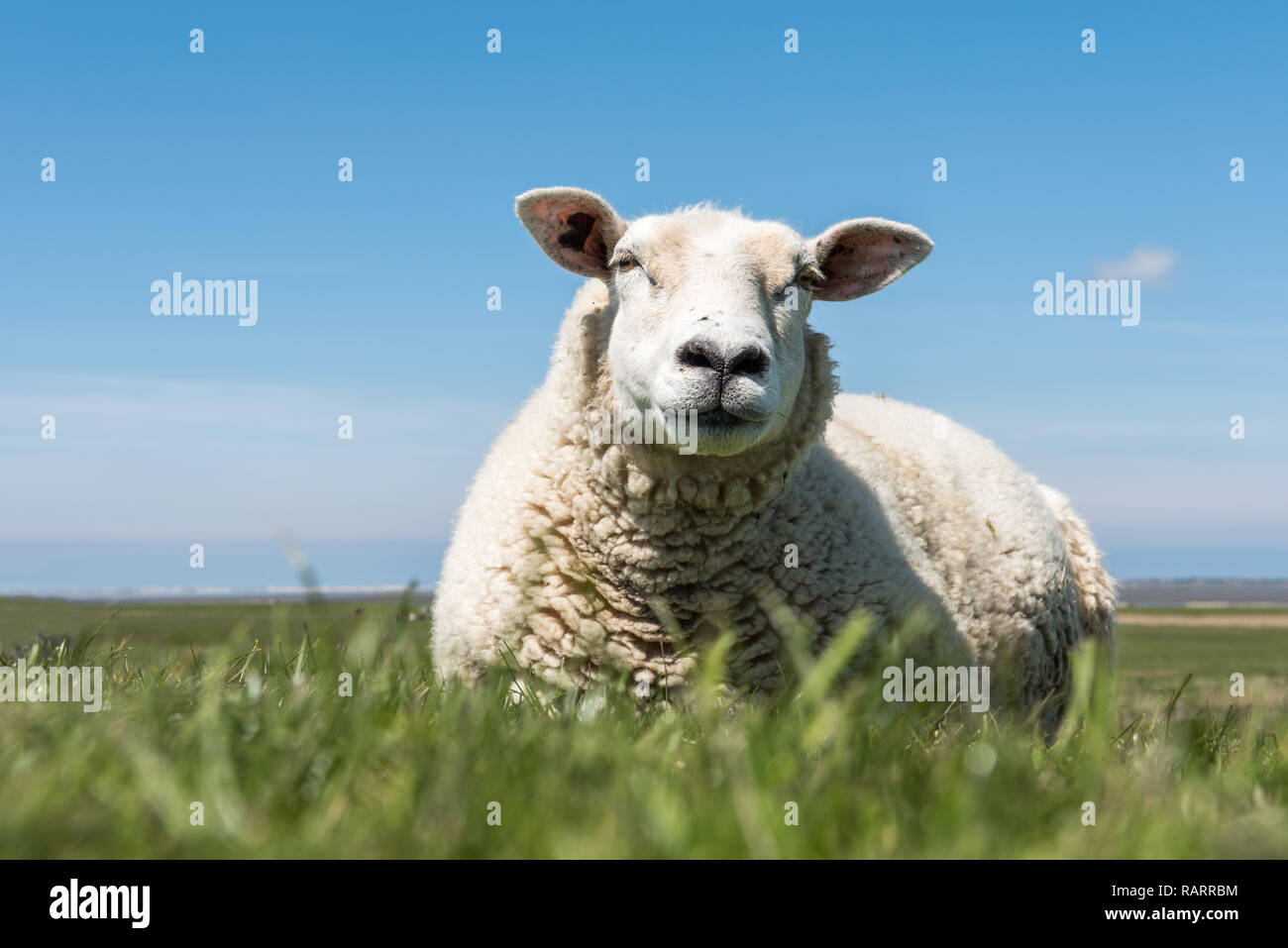 Sitting sheep hi-res stock photography and images - Alamy