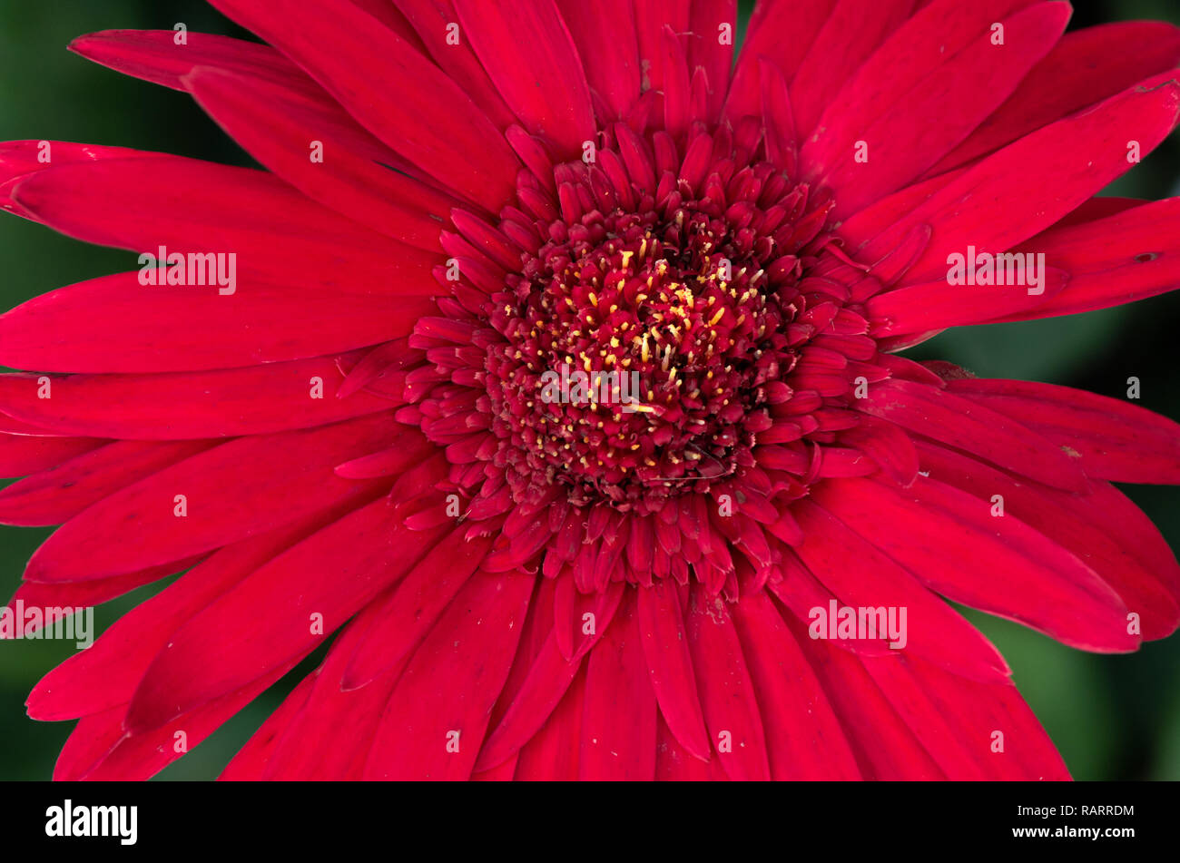 Big Red Gerbera Daisy Stock Photo - Alamy