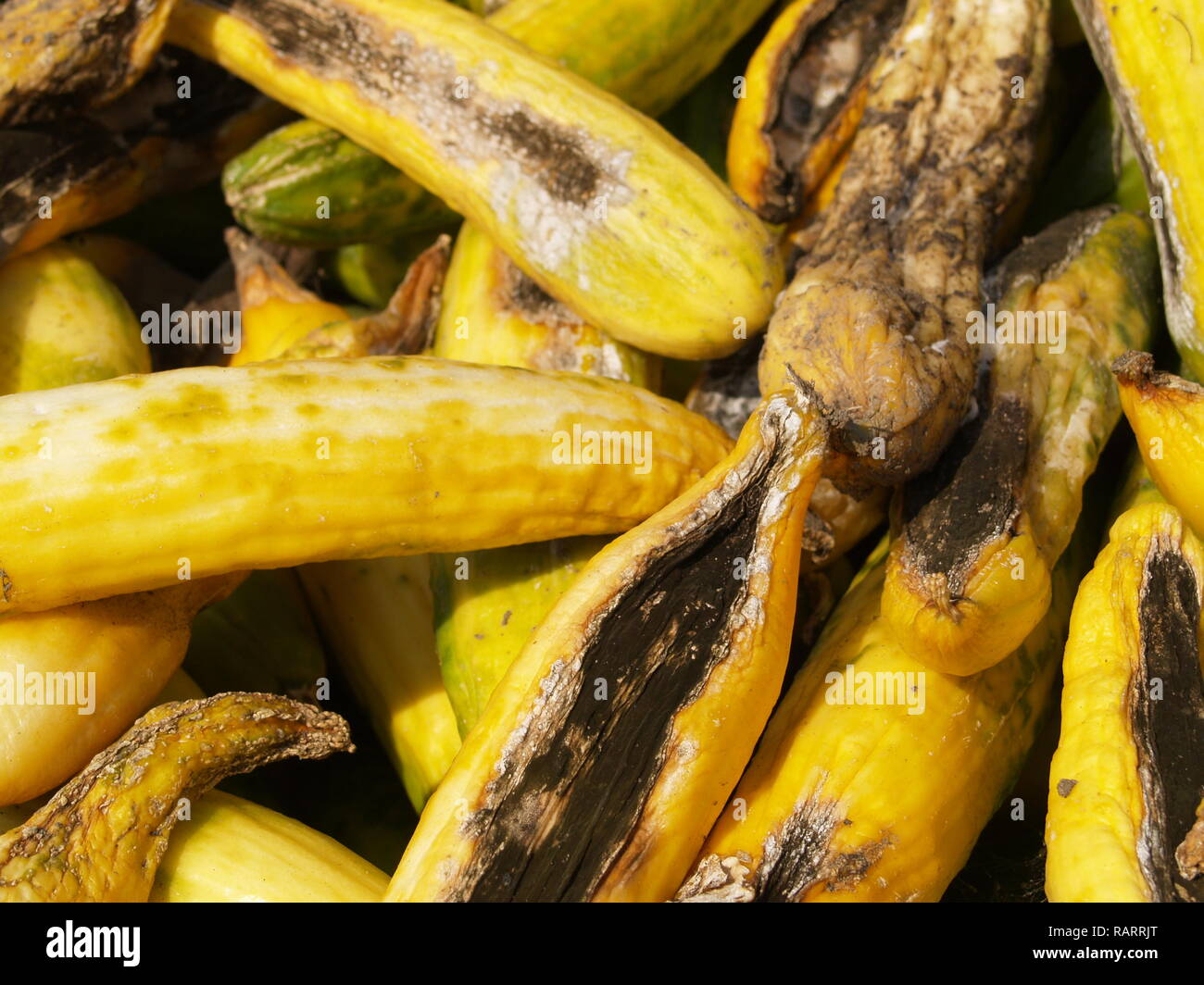 old Cucumbers Stock Photo - Alamy