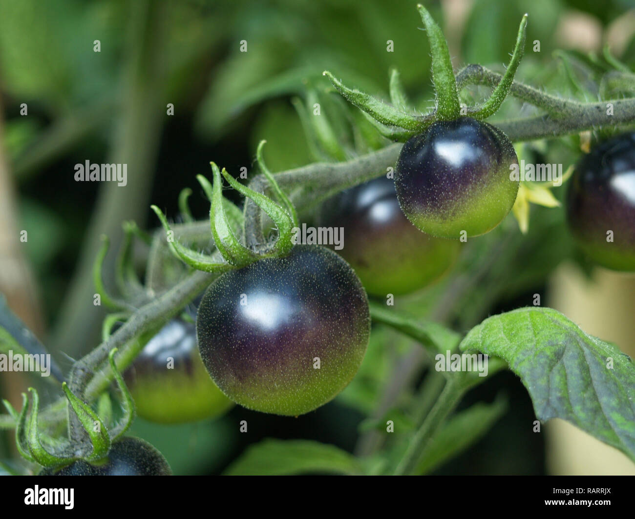Semi ripe tomato hi-res stock photography and images - Alamy