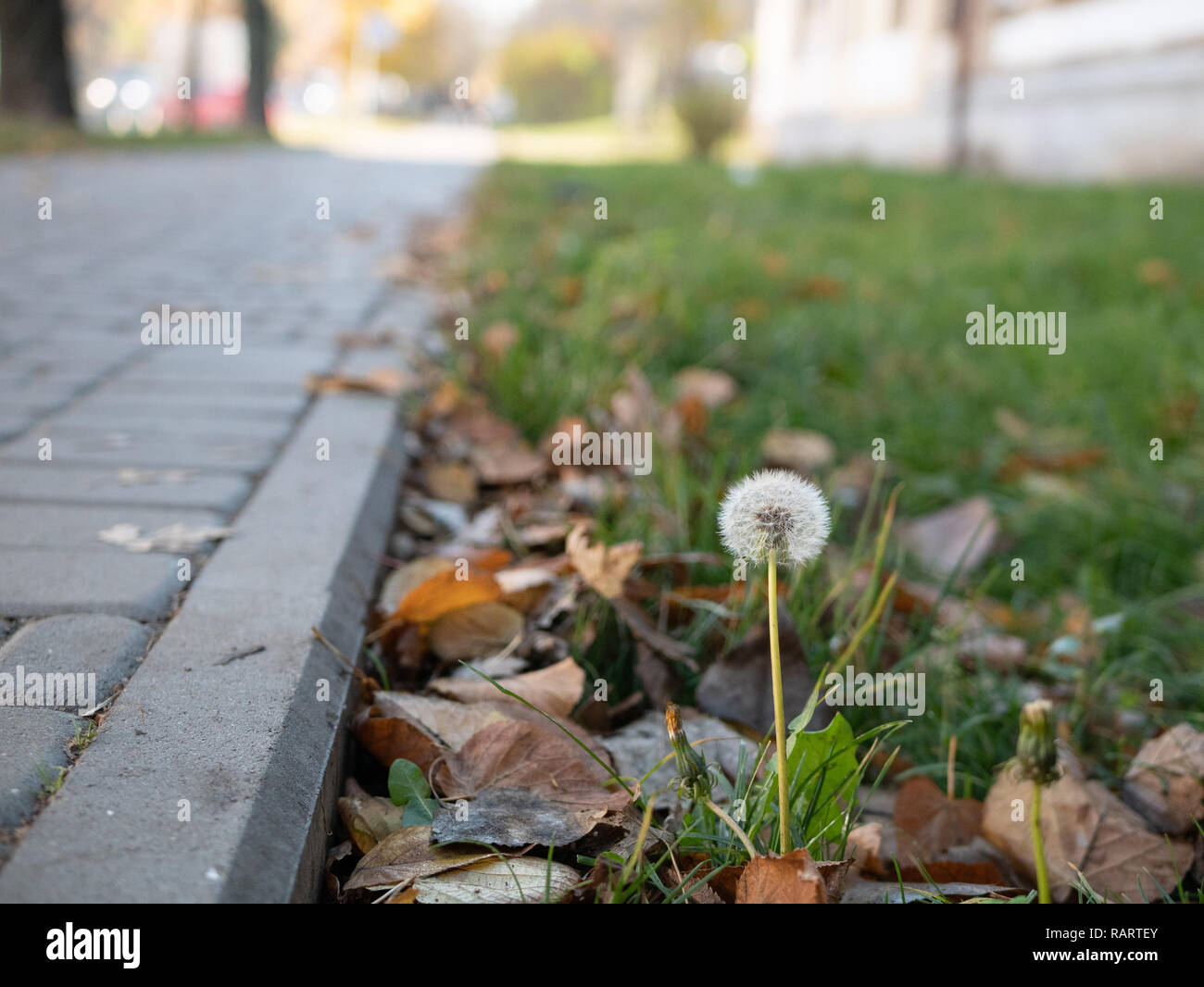 last standing dandelion at fall season on lawn near pedestrian pavement ...