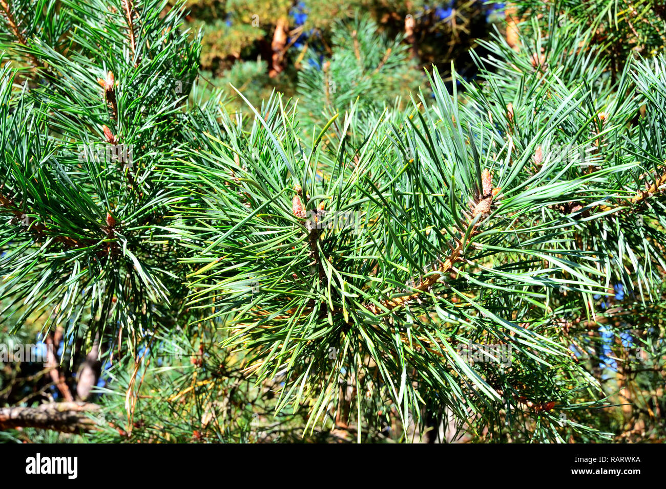 Pinus mugo. Needles and buds closeup. Natural background Stock Photo ...