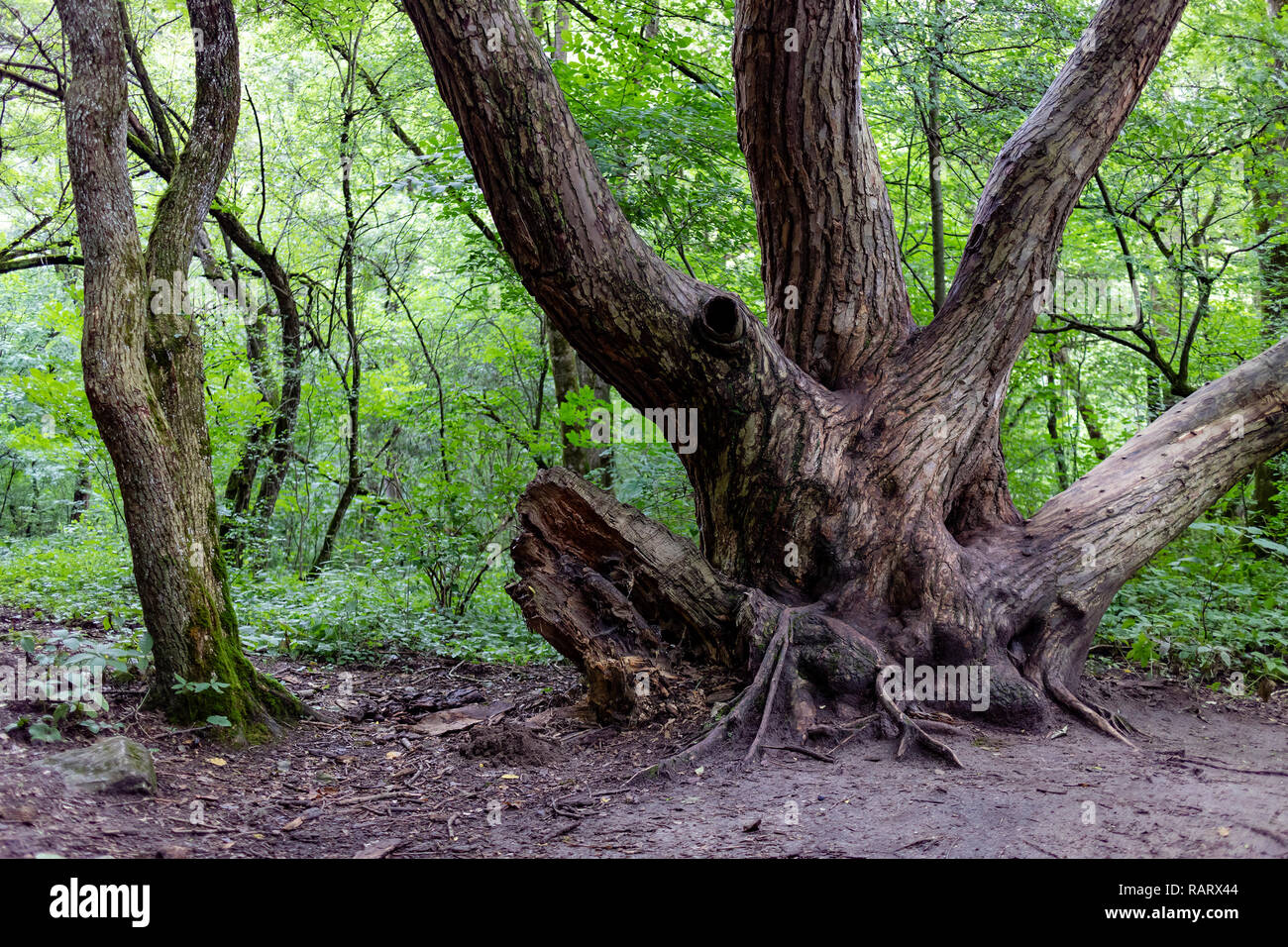 An old tree with an exceptionally thick trunk in a forest near Truda ...