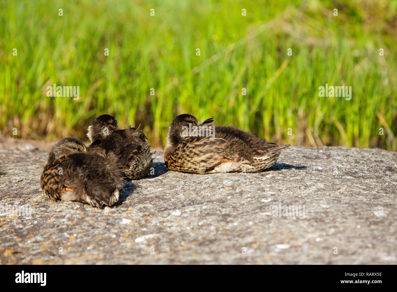 Family of mallard ducks at Beaver Pond in New Hampshire’s Kinsman Notch ...
