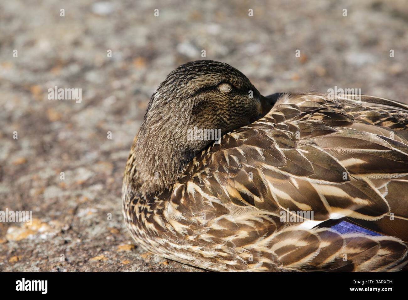 Family of mallard ducks at Beaver Pond in New Hampshire’s Kinsman Notch ...