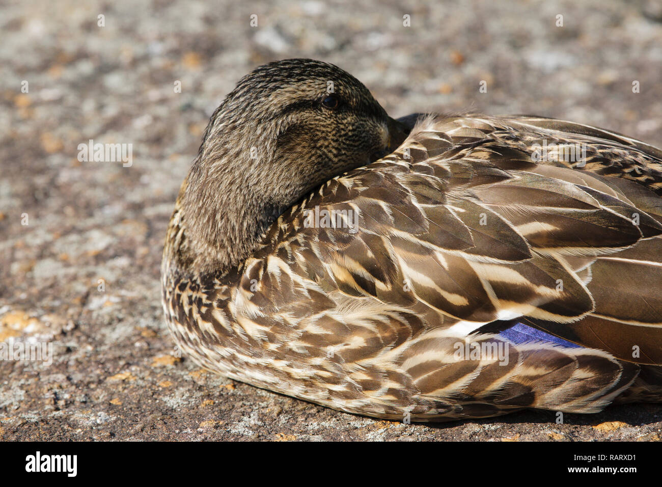 Family of mallard ducks at Beaver Pond in New Hampshire’s Kinsman Notch ...