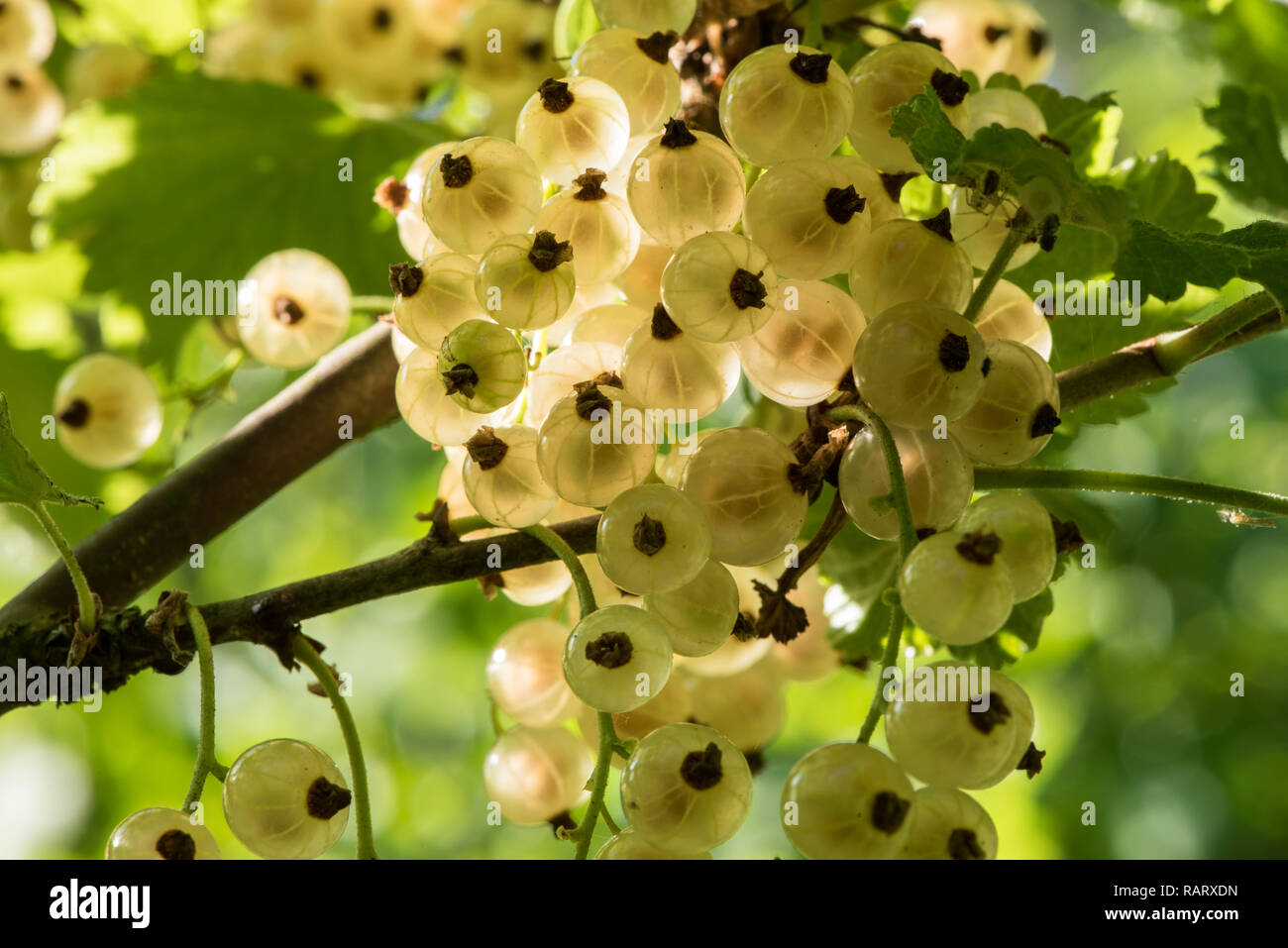Green currant on branch hi-res stock photography and images - Alamy