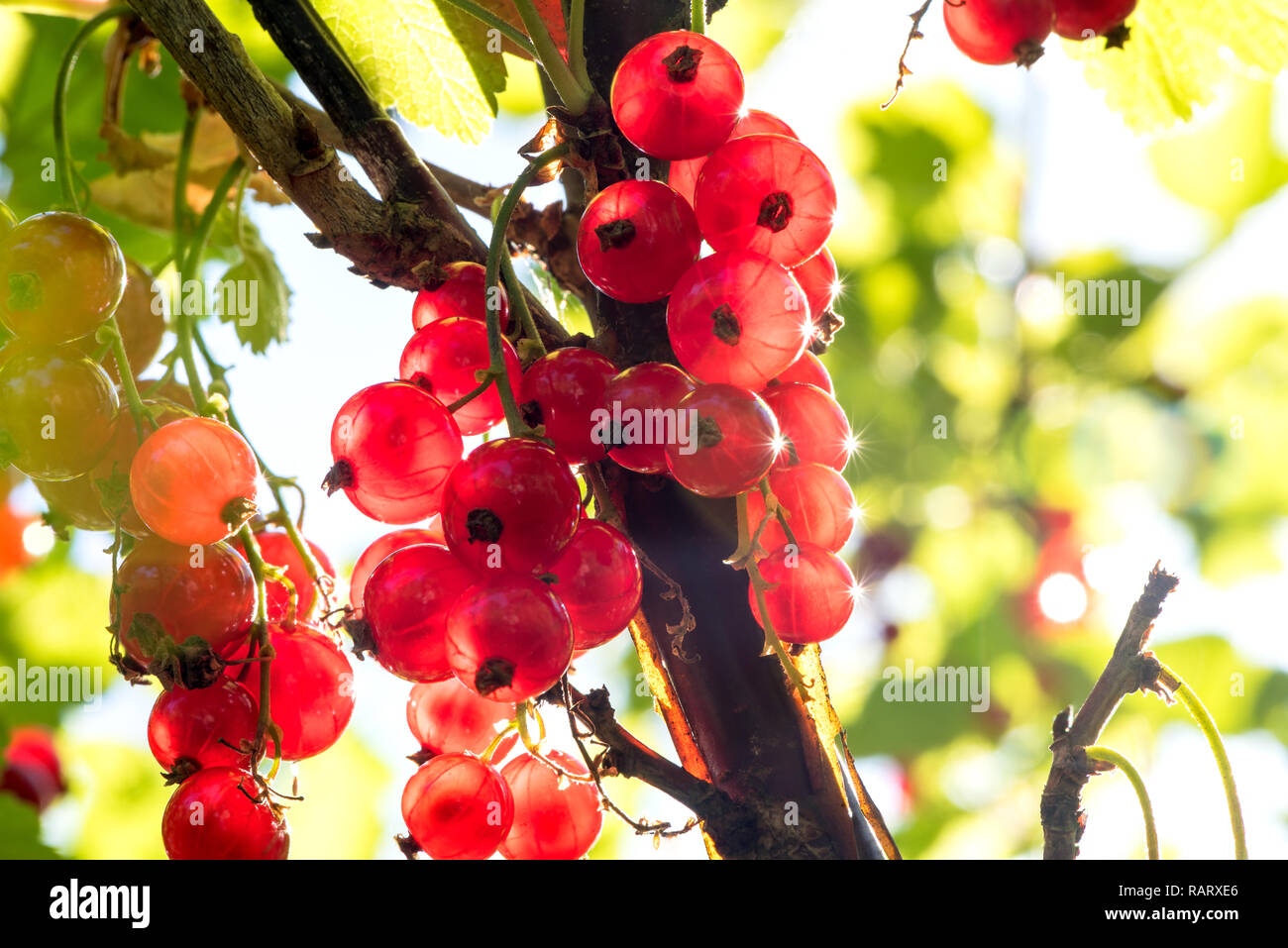 red currant berries sun-flooded on a branch Stock Photo - Alamy