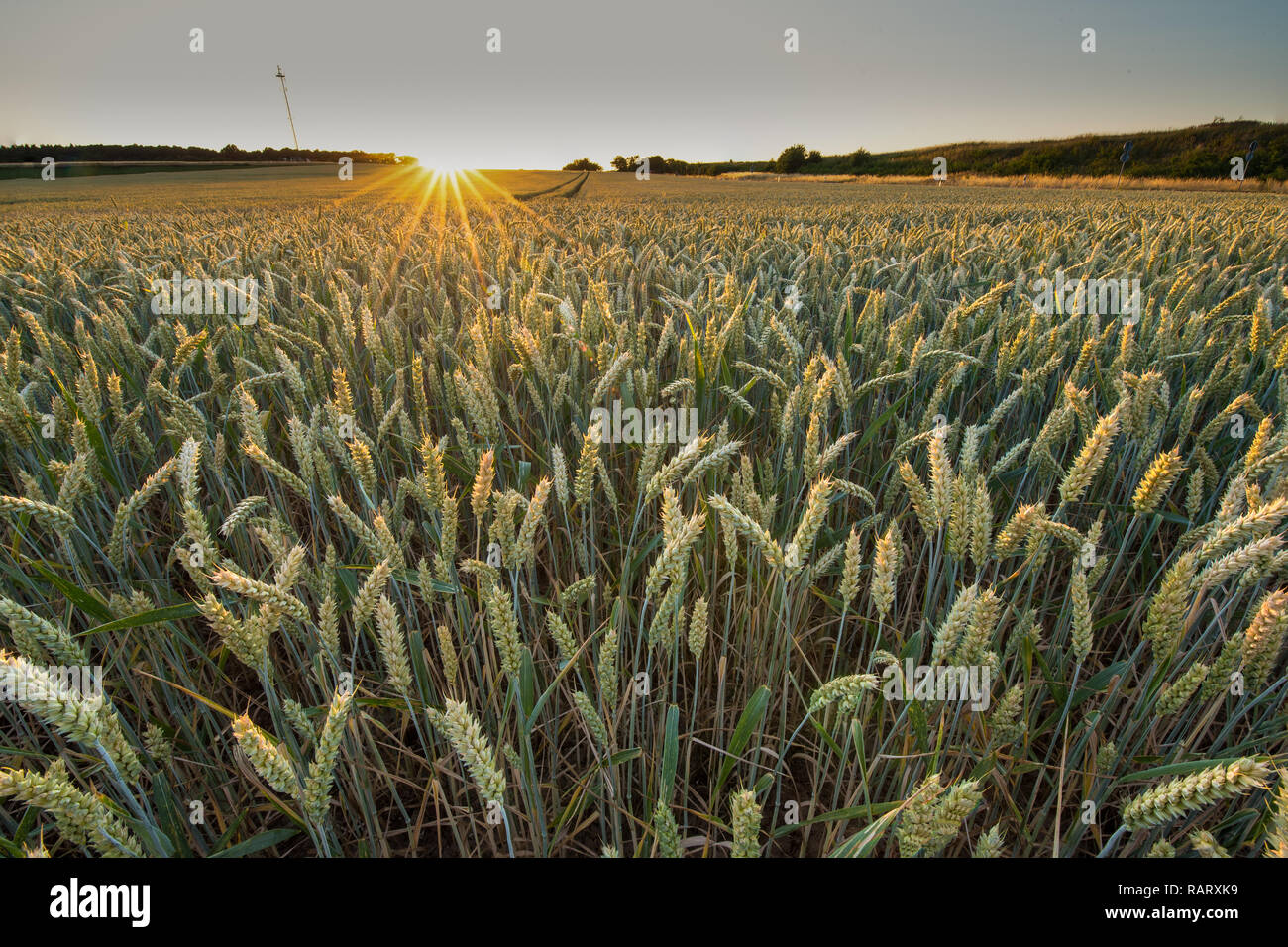 grain field at sunset light Stock Photo - Alamy