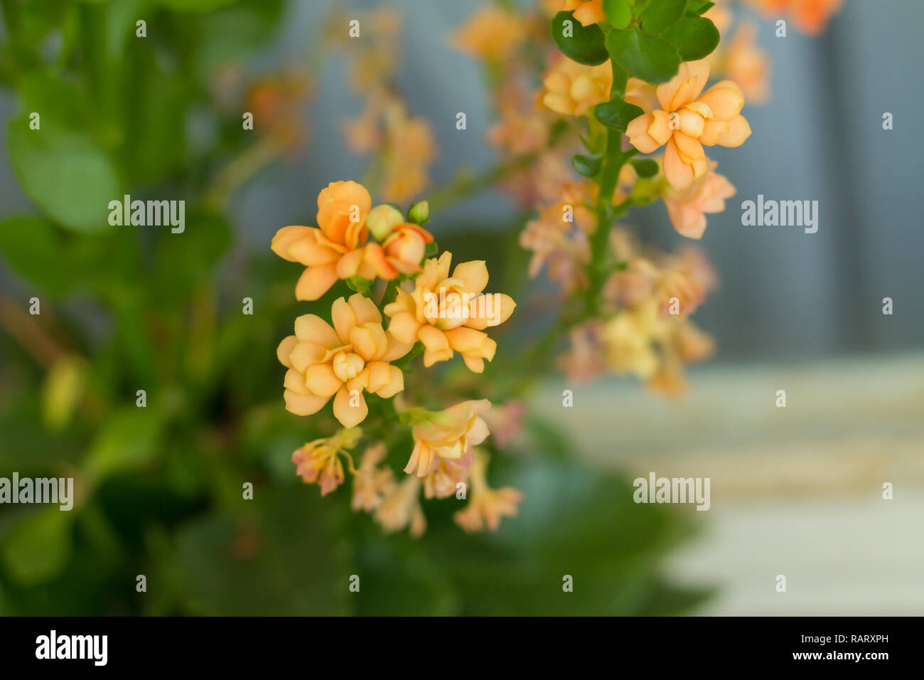 Blue kalanchoe hi-res stock photography and images - Alamy