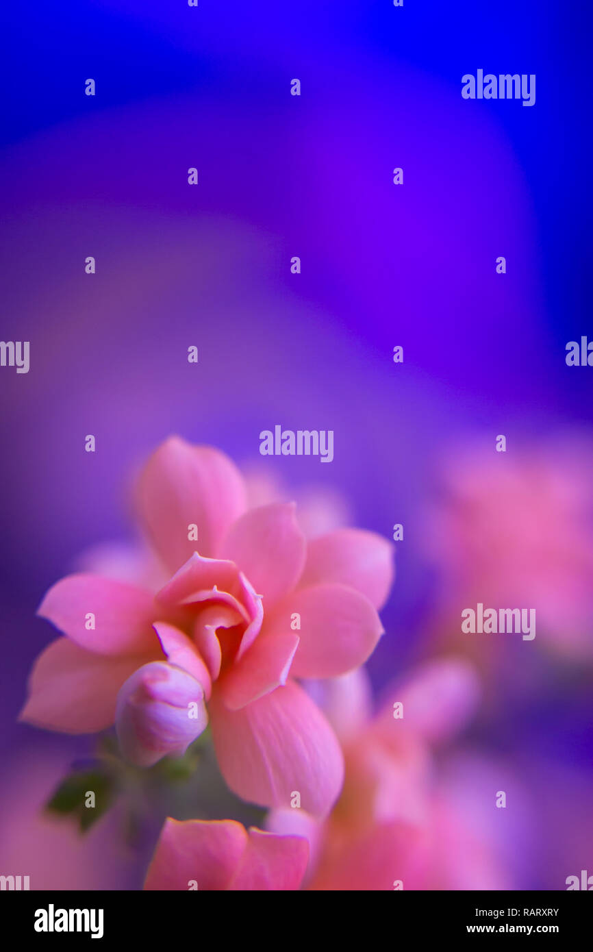 Blue kalanchoe hi-res stock photography and images - Alamy