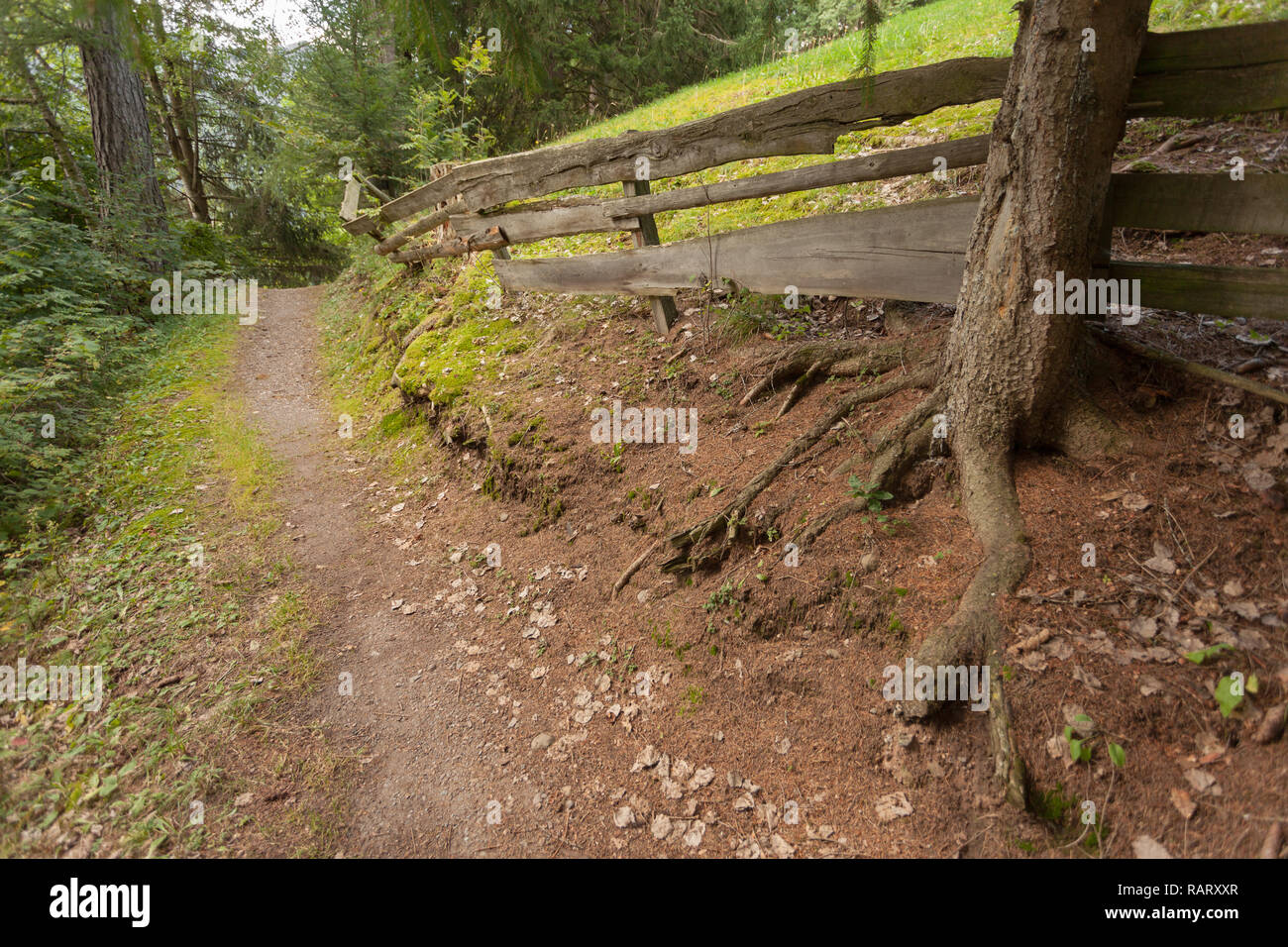 Inside a typical forest of the Italian Alps long a mountain path Stock ...
