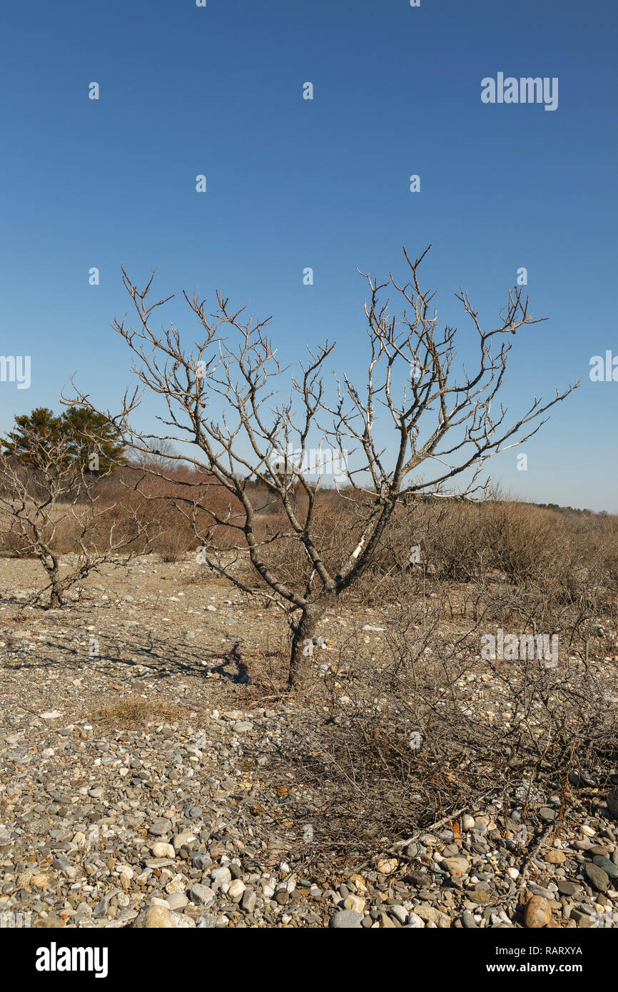 The grounds of Odiorne Point State Park in Rye, New Hampshire. Within ...