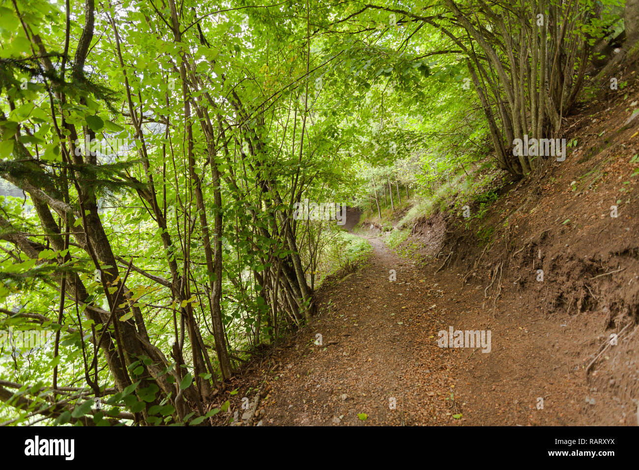 Inside a typical forest of the Italian Alps long a mountain path Stock ...
