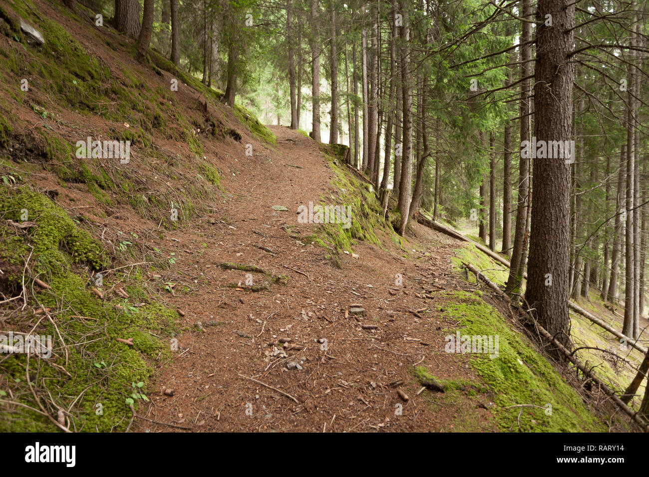 A single mountain path splits in two different directions. It's an ...