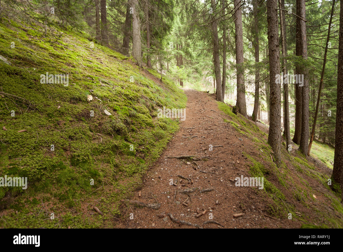 Inside a typical forest of the Italian Alps long a mountain path Stock ...