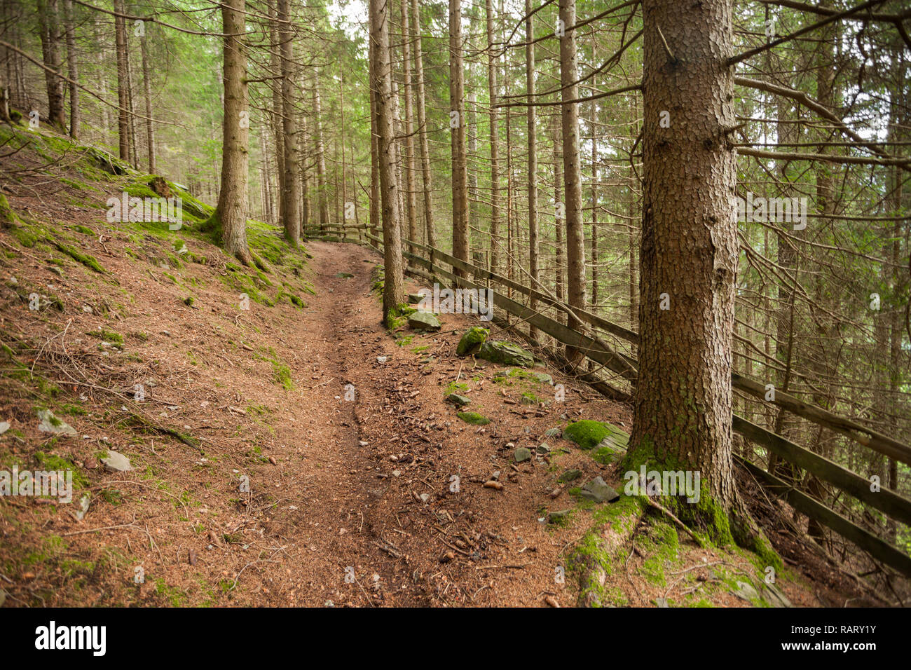 Inside a typical forest of the Italian Alps long a mountain path Stock ...