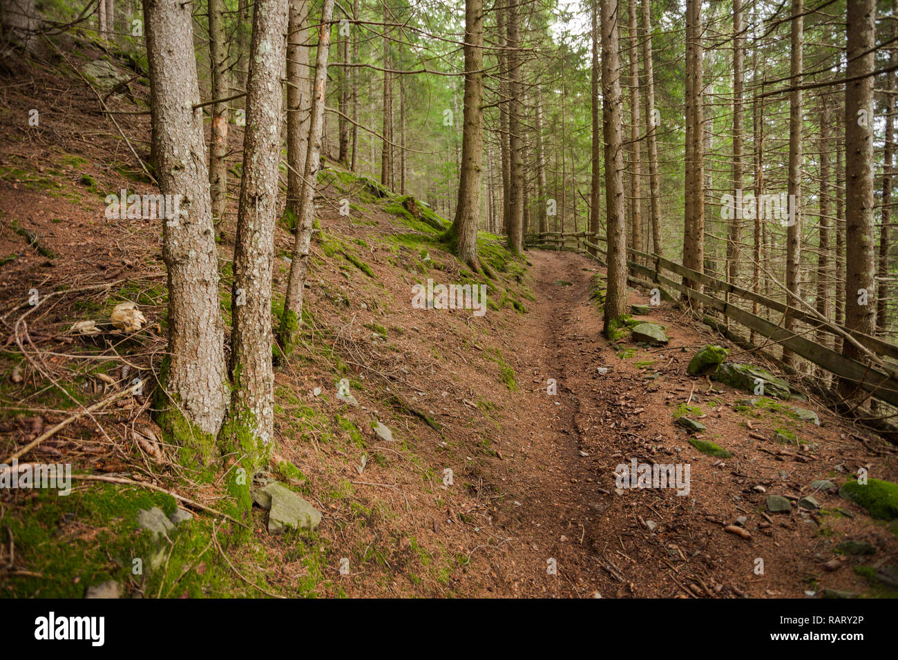 Inside a typical forest of the Italian Alps long a mountain path Stock ...