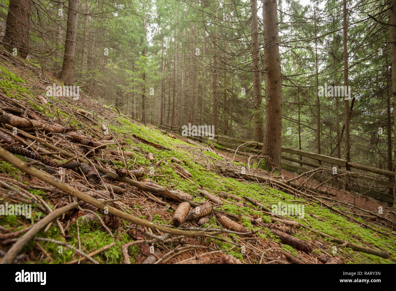 Inside a typical forest of the Italian Alps long a mountain path Stock ...