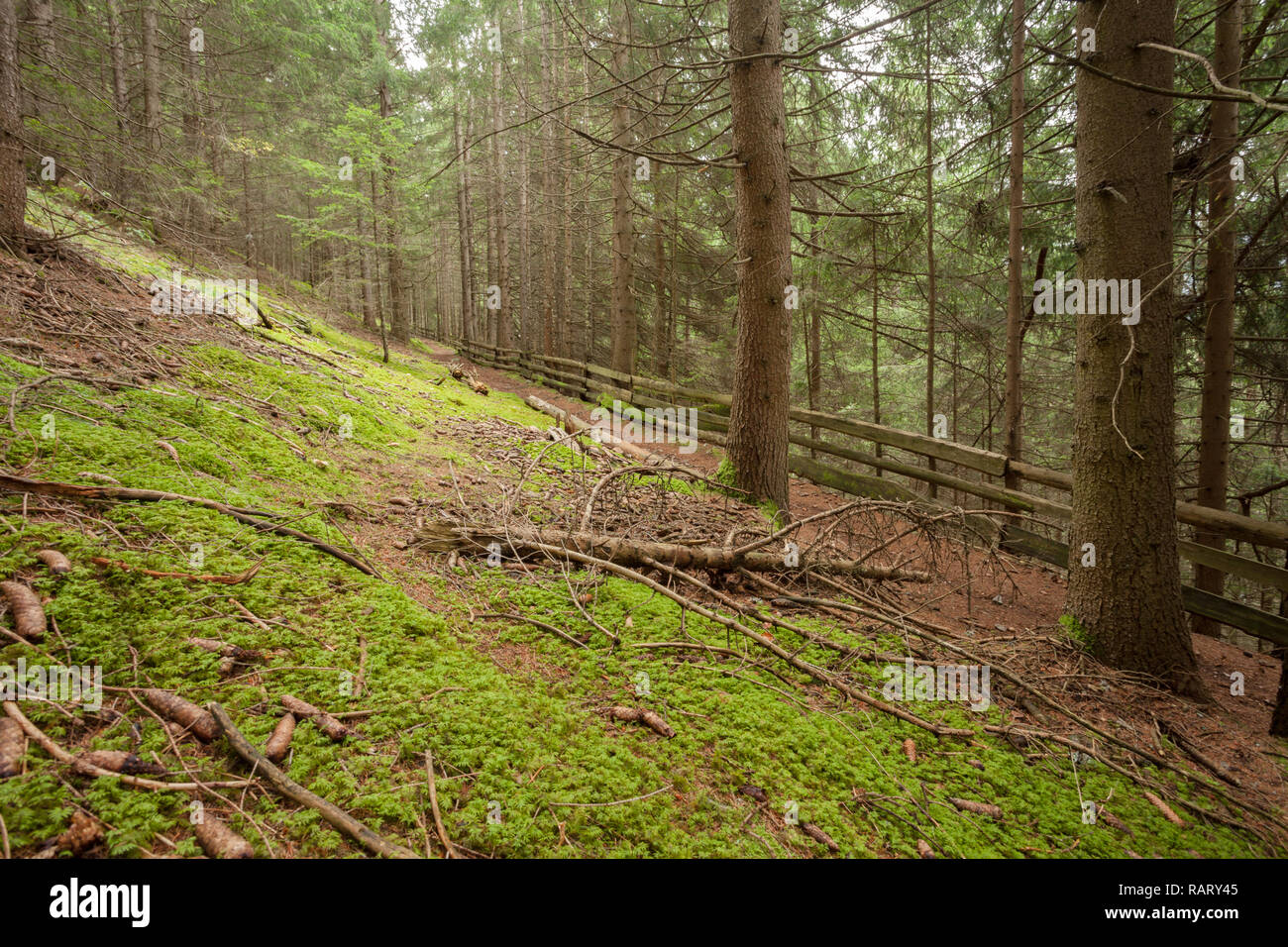 Inside a typical forest of the Italian Alps long a mountain path Stock ...