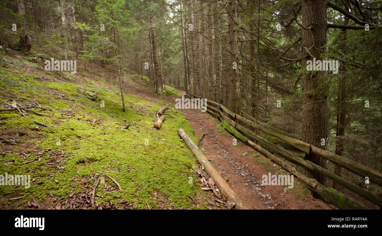 Inside a typical forest of the Italian Alps long a mountain path Stock ...