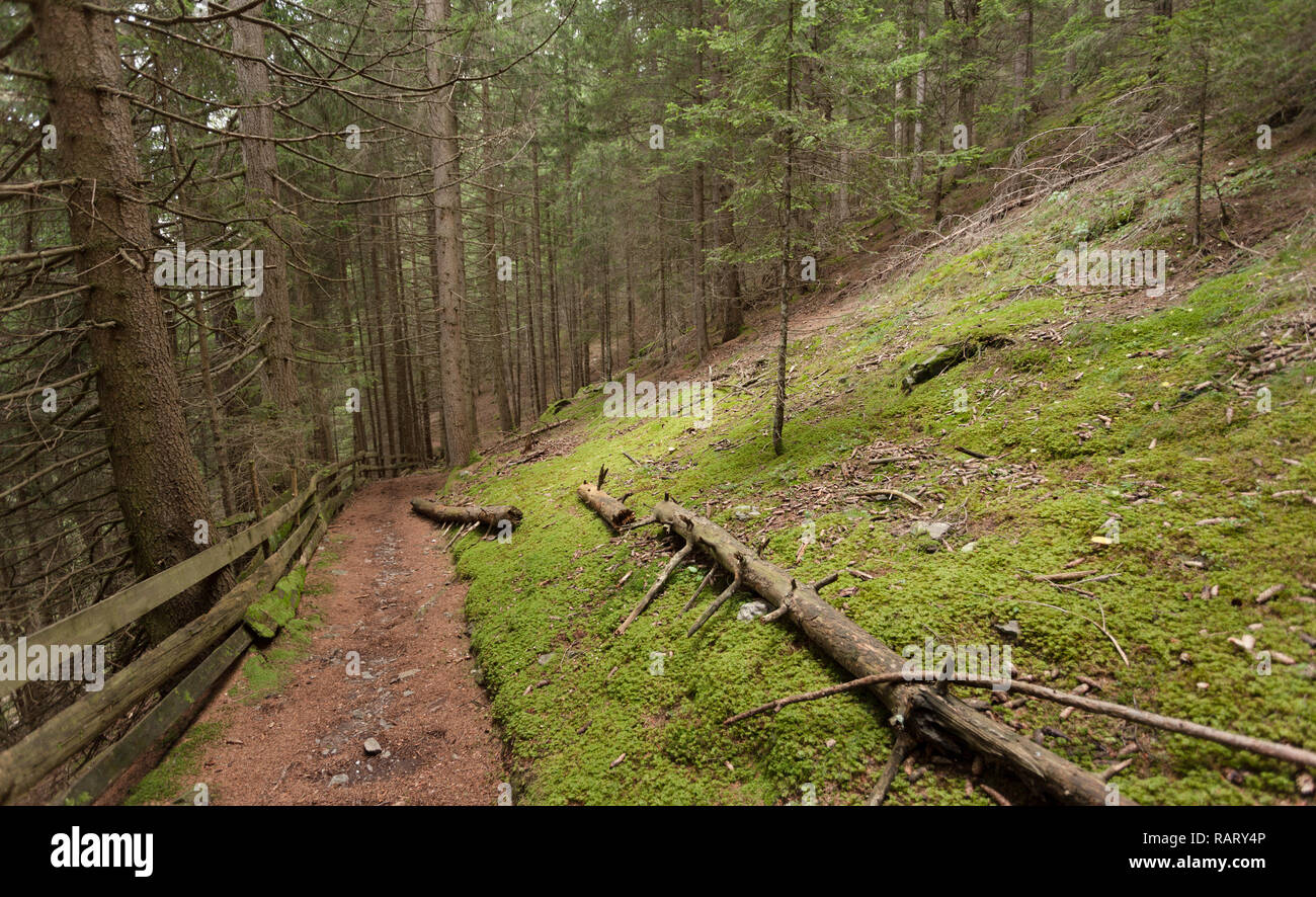 Inside a typical forest of the Italian Alps long a mountain path Stock ...