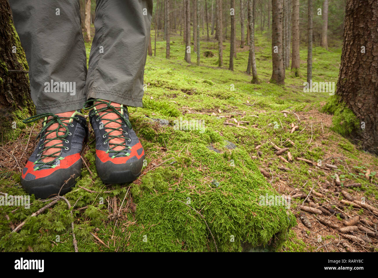 walking in the woods long a path Stock Photo - Alamy