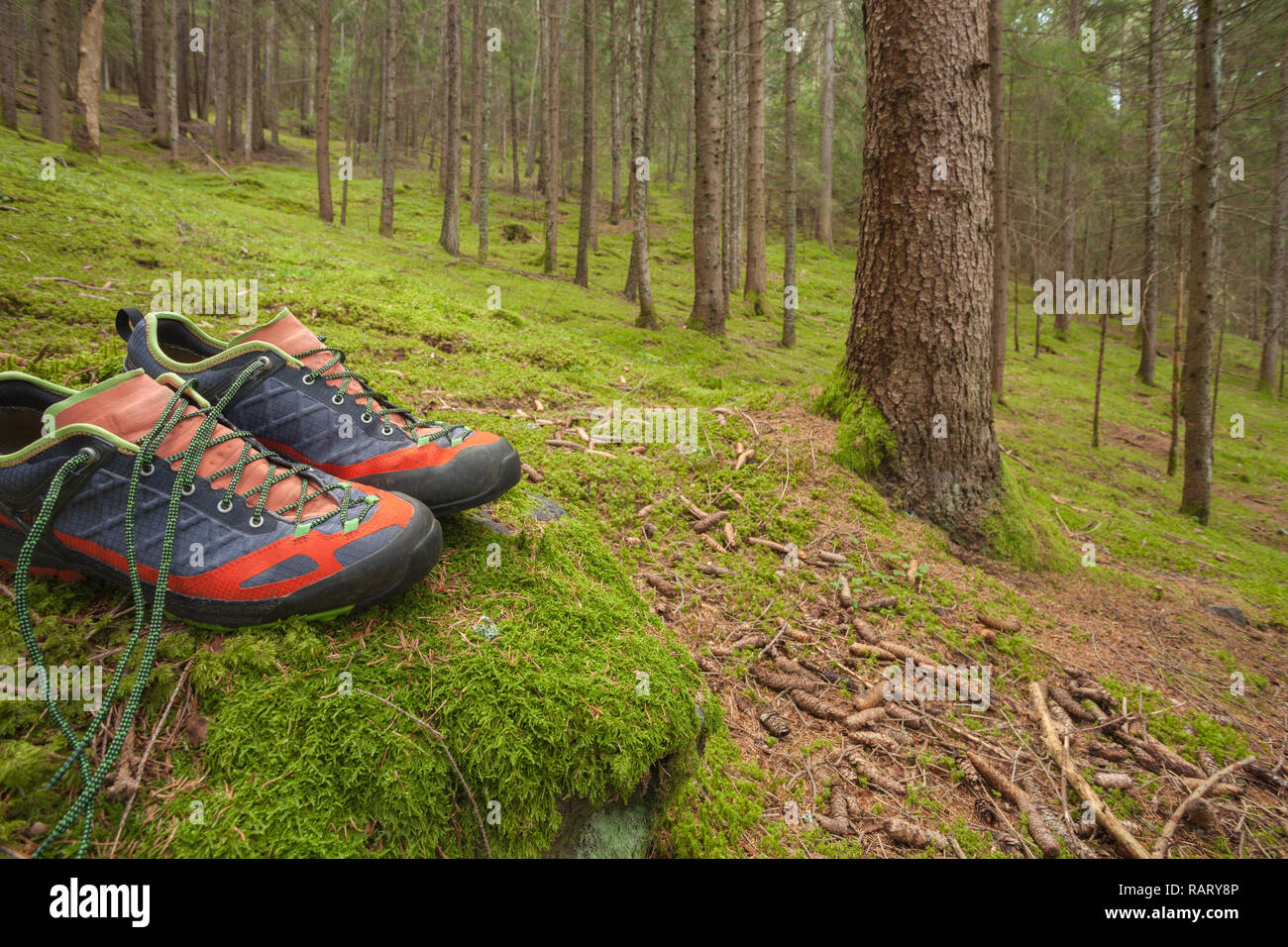 walking in the woods long a path Stock Photo - Alamy