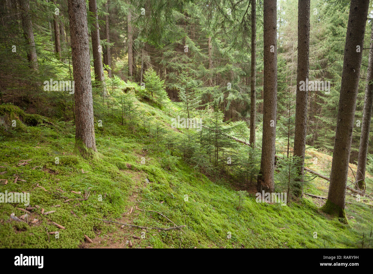 Inside a typical forest of the Italian Alps long a mountain path Stock ...