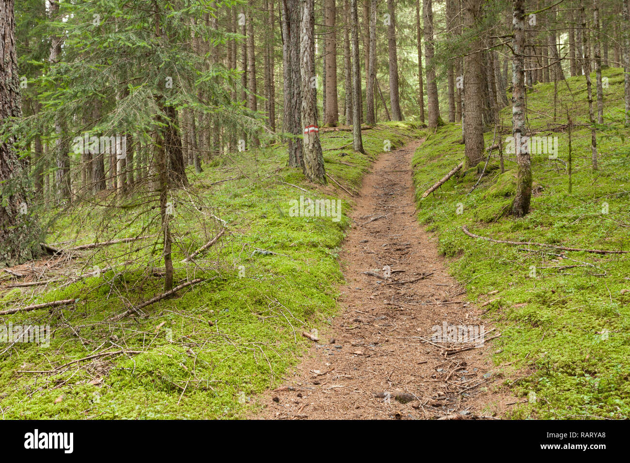 Inside a typical forest of the Italian Alps long a mountain path Stock ...