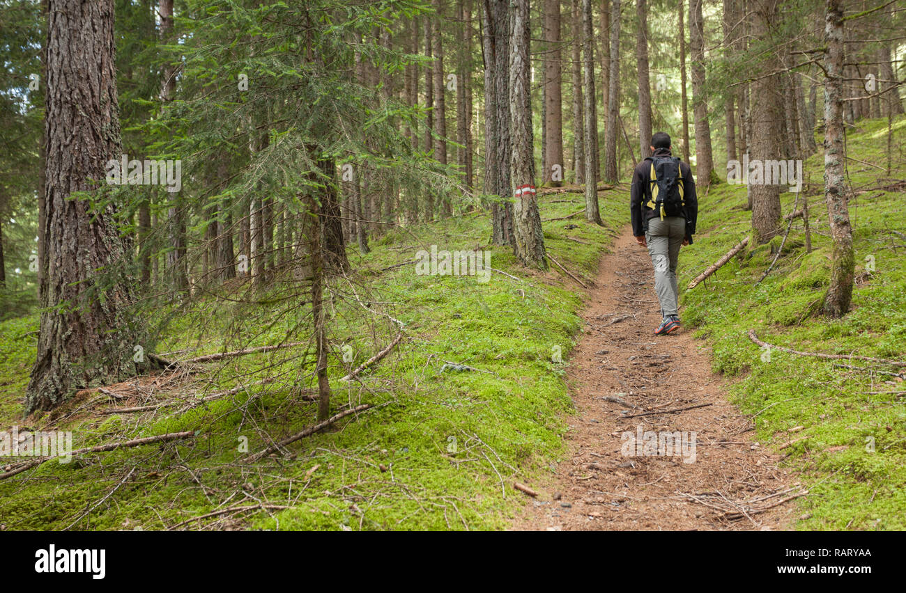 walking in the woods long a path Stock Photo - Alamy