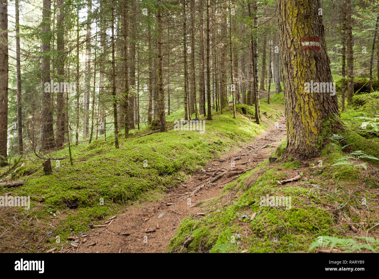 Inside a typical forest of the Italian Alps long a mountain path Stock ...