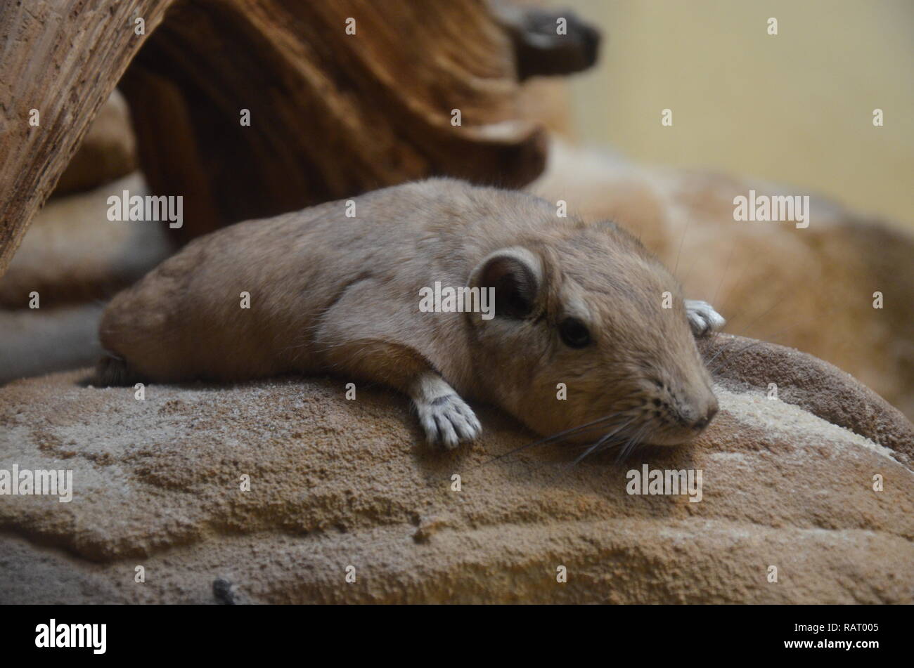 Common gundi (Ctenodactylus gundi), Frankfurt zoo Stock Photo - Alamy