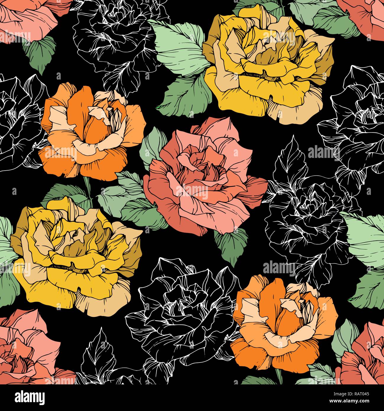 Vector Orange, yellow and coral rose. Floral botanical flower. Engraved ...