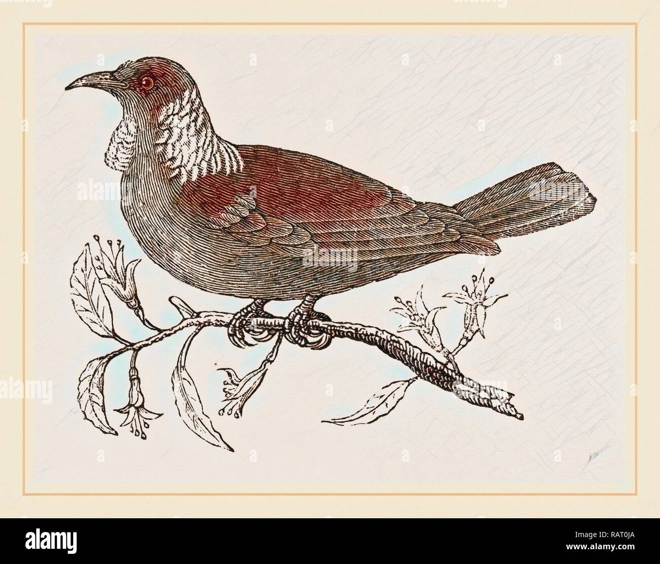 Poe Bird. Reimagined by Gibon. Classic art with a modern twist ...