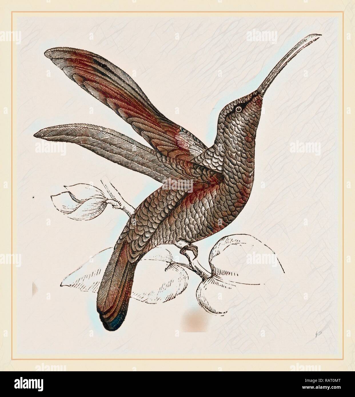 Sickle-winged Humming-bird. Reimagined by Gibon. Classic art with a ...