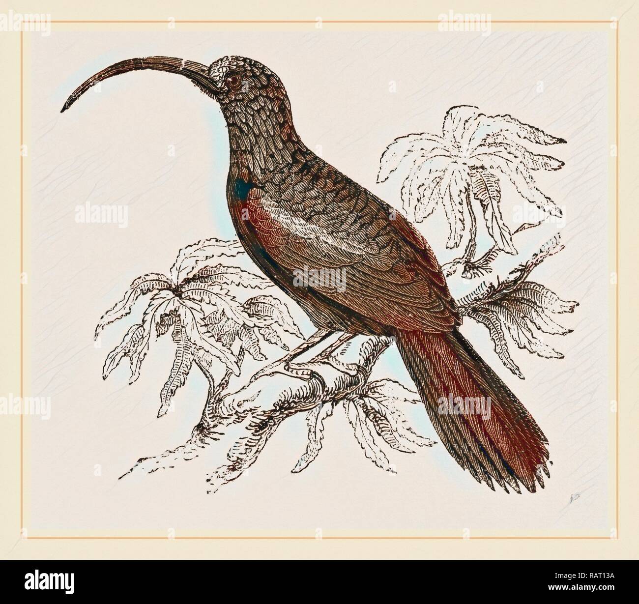 Curve-billed Creeper. Reimagined by Gibon. Classic art with a modern ...