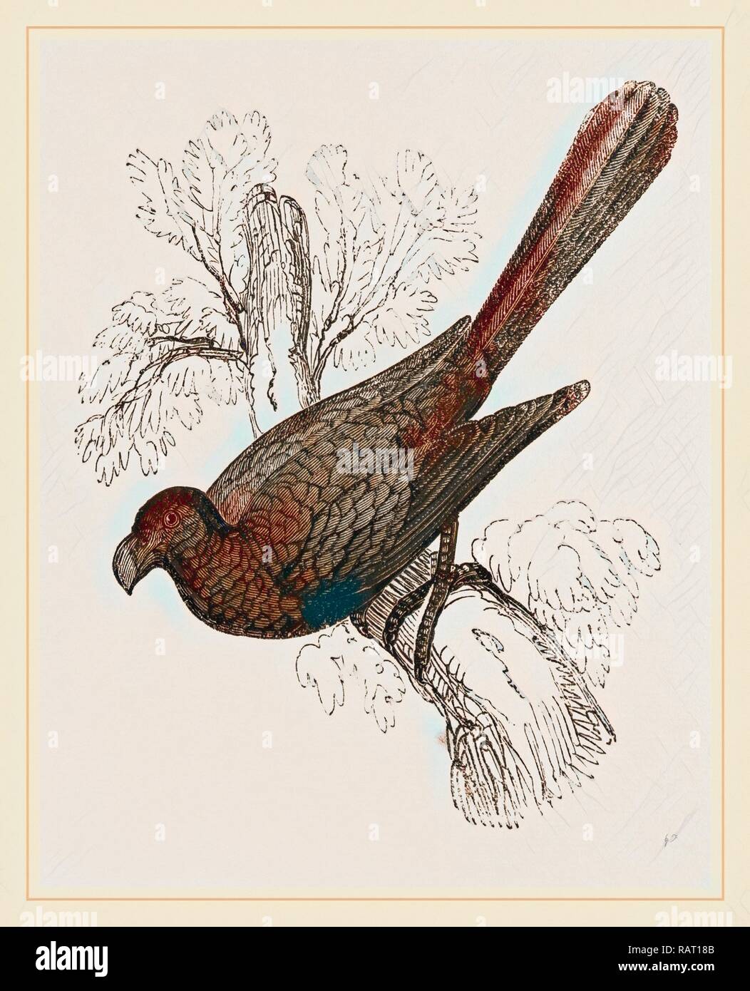 Ani, bird in the cuckoo family. Reimagined by Gibon. Classic art with a ...