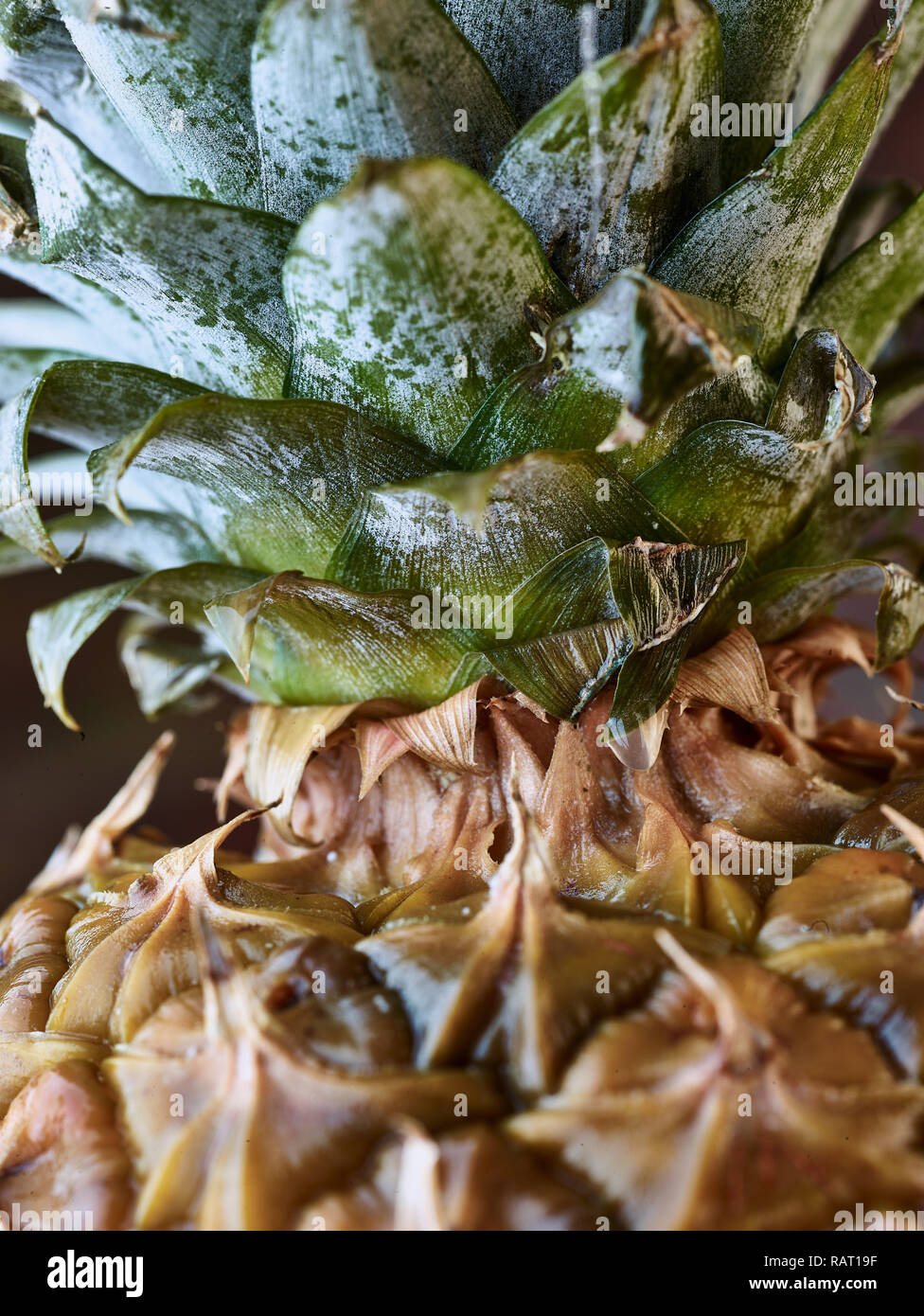 Pineapple fruit food photograph showing skin detail Stock Photo - Alamy