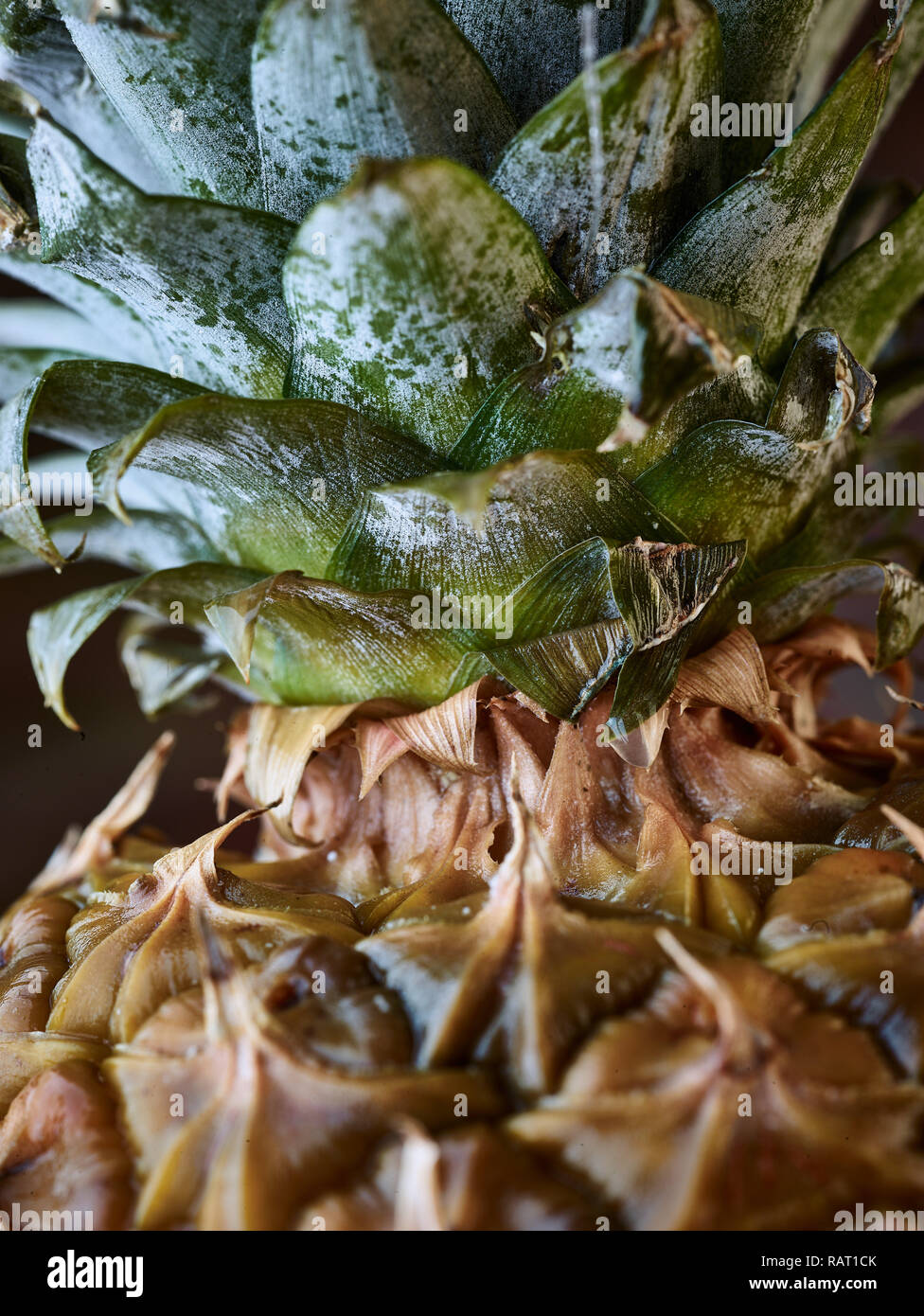 Pineapple fruit food photograph showing skin detail Stock Photo - Alamy