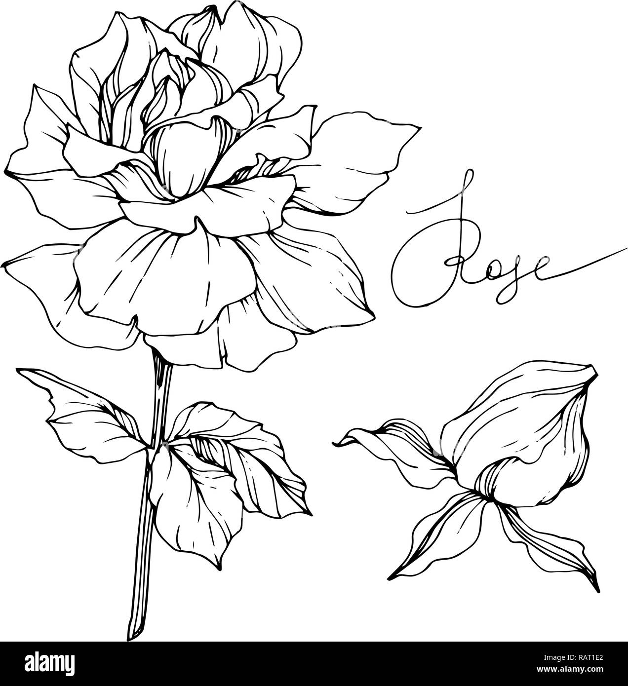 Vector Rose Flower Isolated Rose Illustration Element On White Background Black And White 