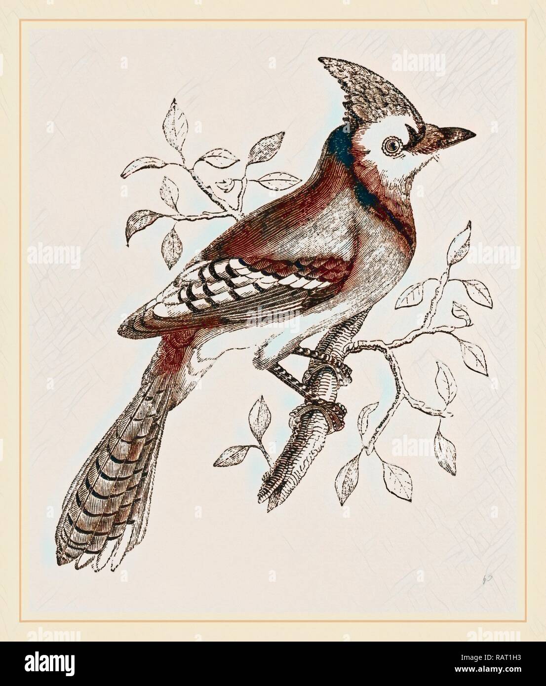 American Bine Jay. Reimagined by Gibon. Classic art with a modern twist ...