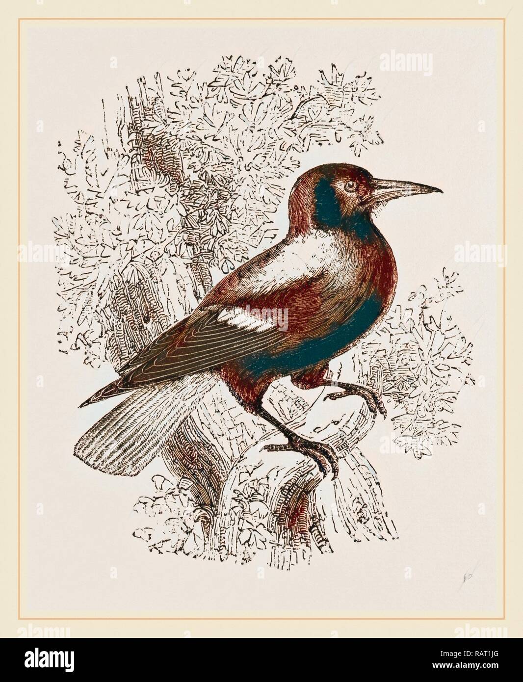 Piping Crow. Reimagined by Gibon. Classic art with a modern twist ...