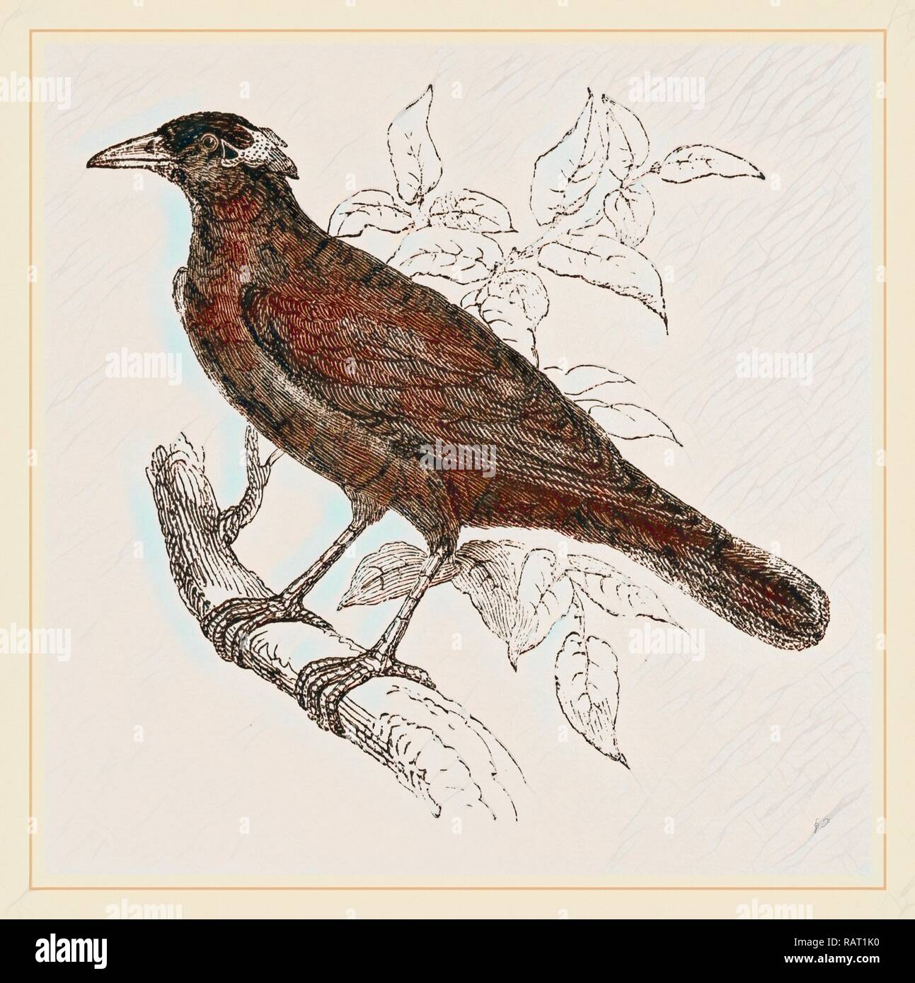 Java Mino-Bird. Reimagined by Gibon. Classic art with a modern twist ...