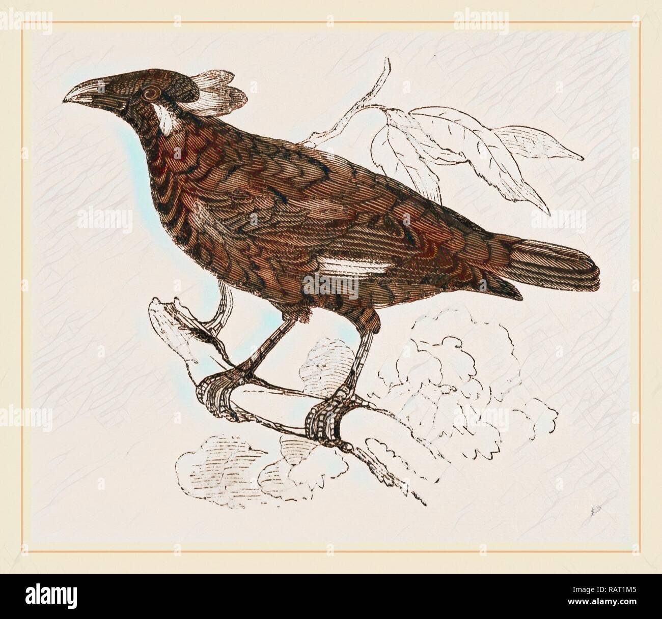Mino-Bird. Reimagined by Gibon. Classic art with a modern twist ...