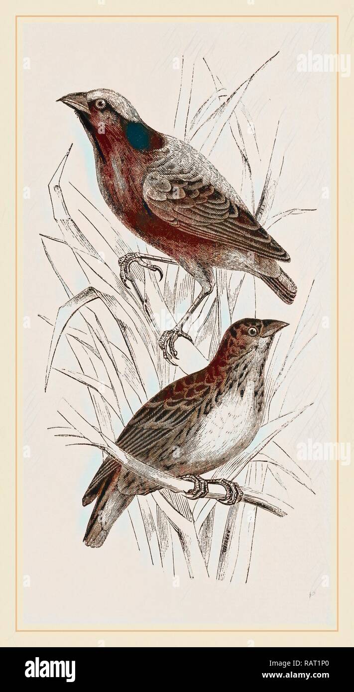 Taha Weaver Birds. Reimagined by Gibon. Classic art with a modern twist ...