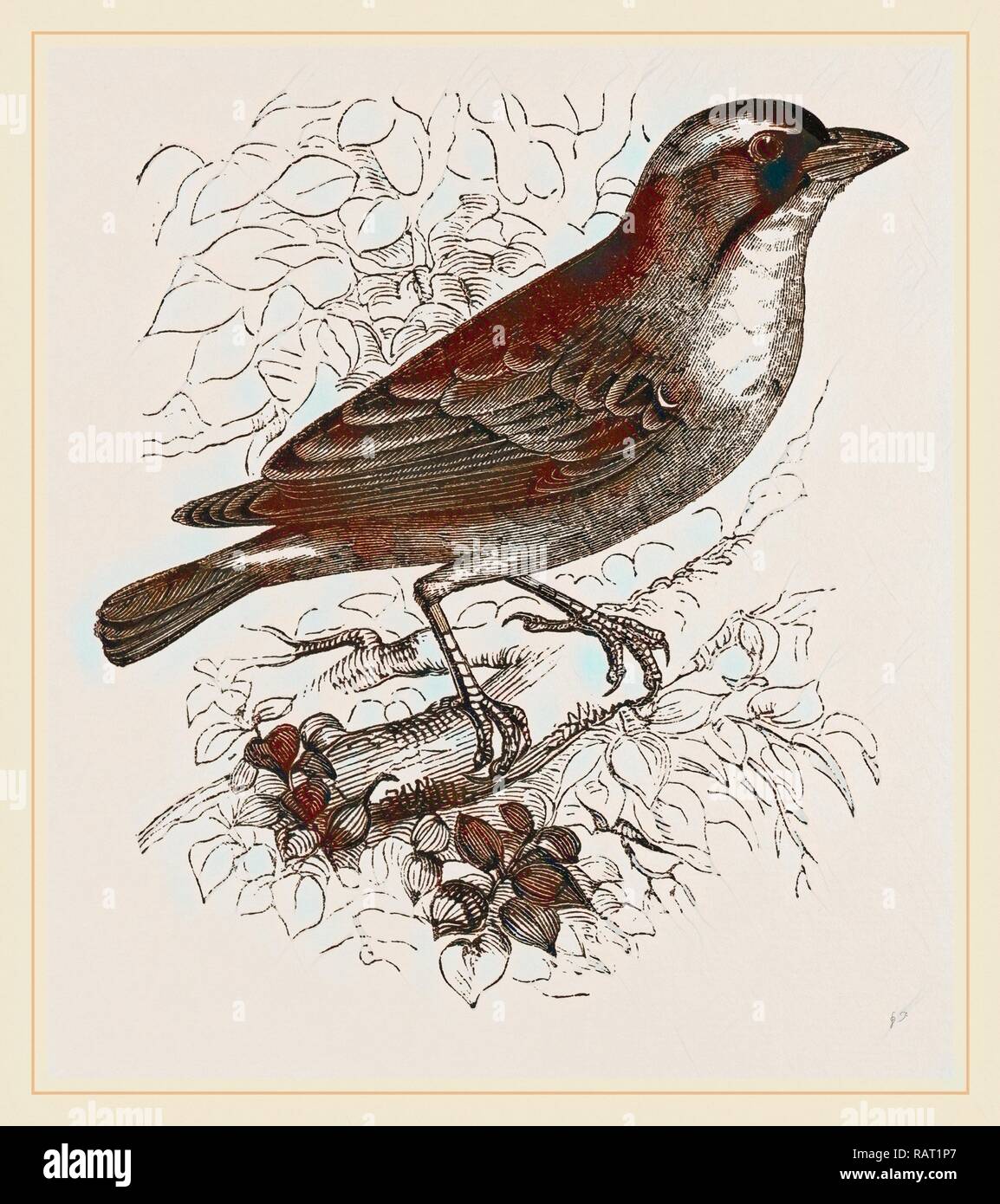 Mahali Weaver-Bird. Reimagined by Gibon. Classic art with a modern ...