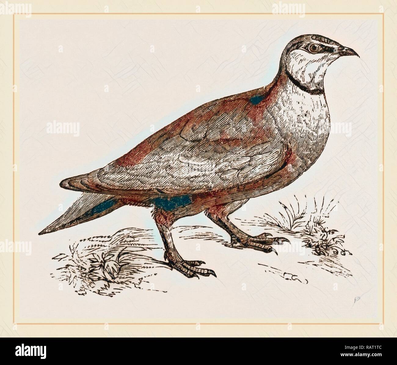 Throat banded Sand Grouse male. Reimagined by Gibon. Classic art with a ...