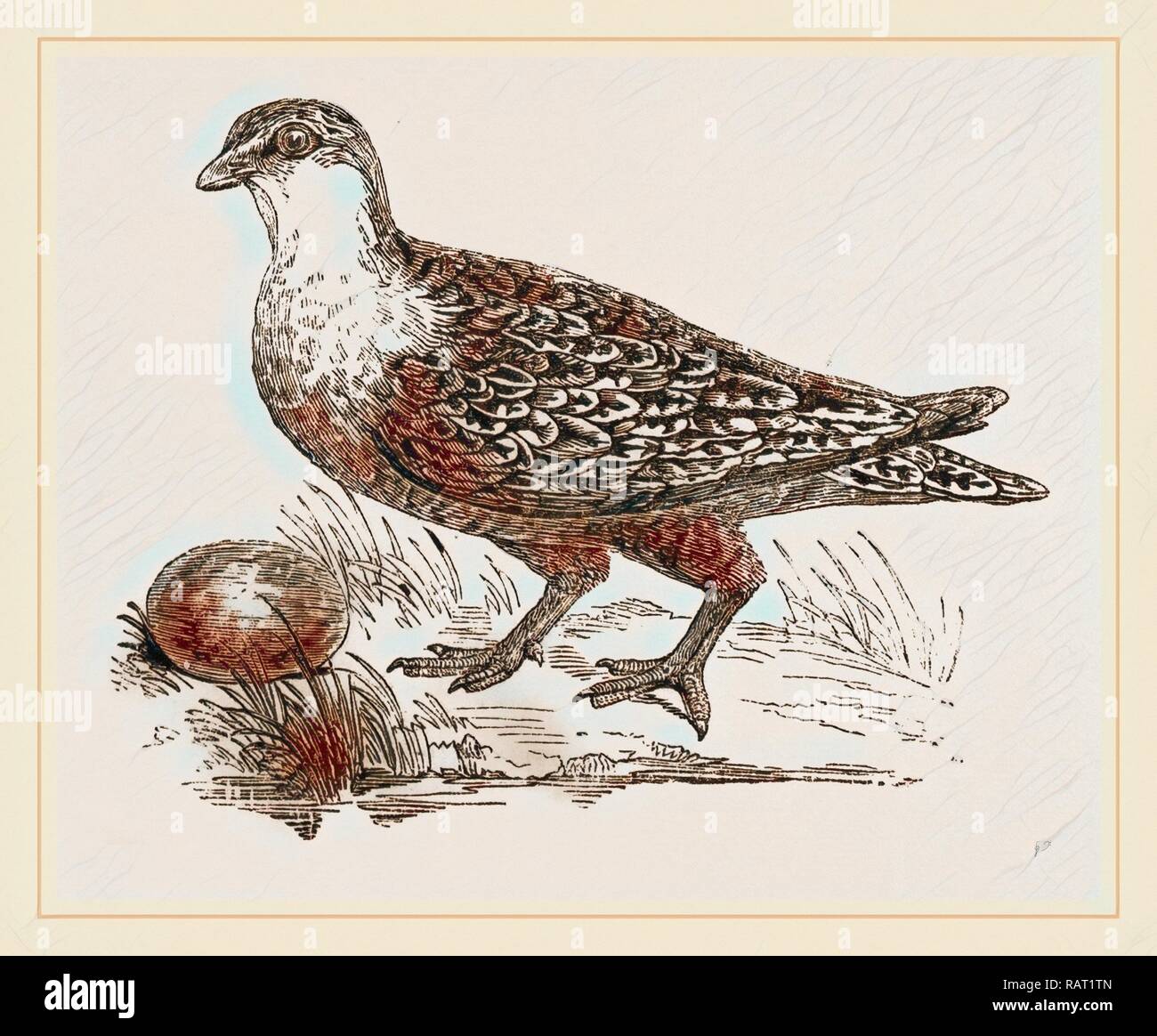 Throat banded Sand Grouse female. Reimagined by Gibon. Classic art with ...